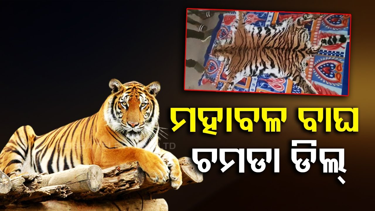 Royal Bengal Tiger poaching haunts Similipal Tiger Reserve - YouTube