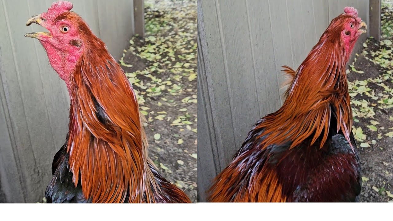 A few of my favorite roosters - YouTube