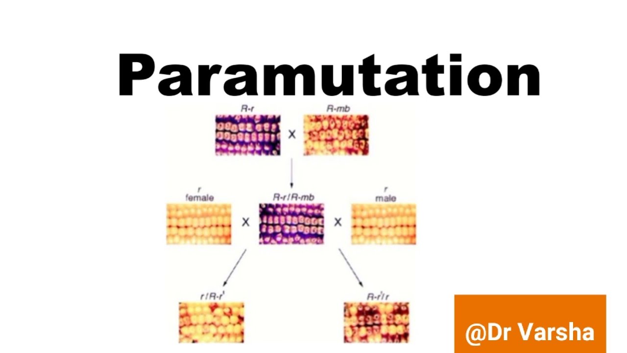 Paramutation - YouTube