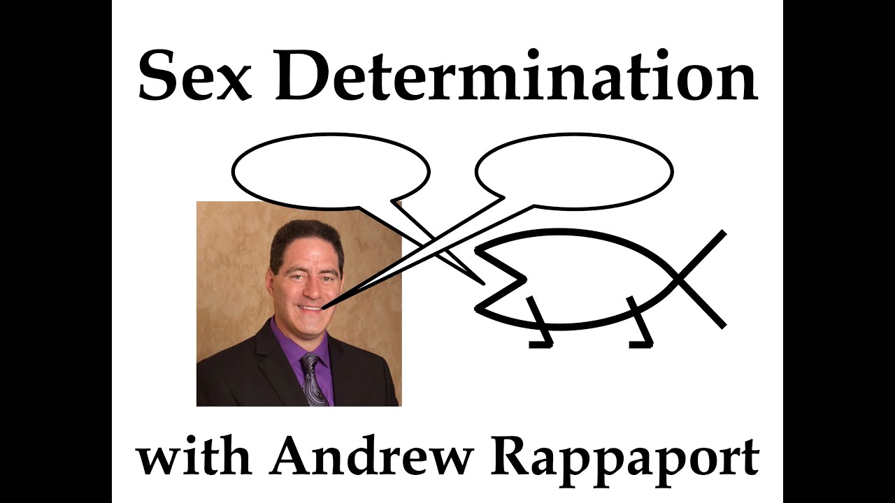 Sex Determination with Andrew Rappaport - YouTube