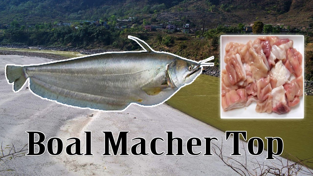 Boal Fish Top - YouTube