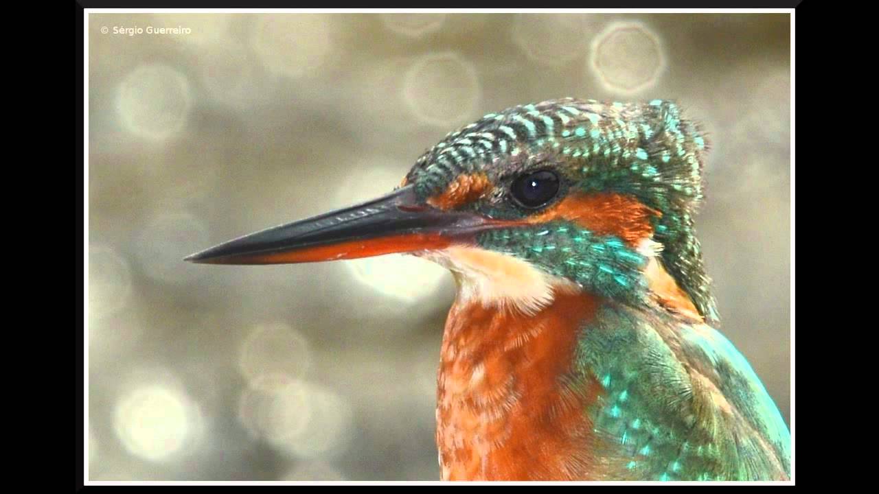 Common Kingfisher, Alcedo atthis, Guarda-rios .mp4 - YouTube