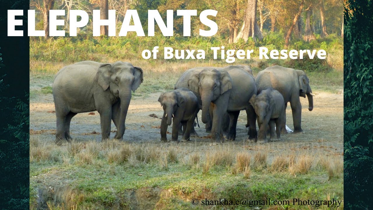 Elephants of Buxa Tiger Reserve - YouTube