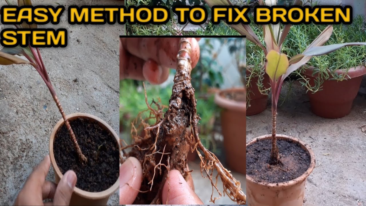 An easy method to fix broken Stem of any Plant../ Tips and Tricks ...