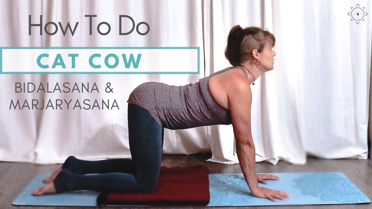 How to do Cat Cow Pose w/Variations - YouTube