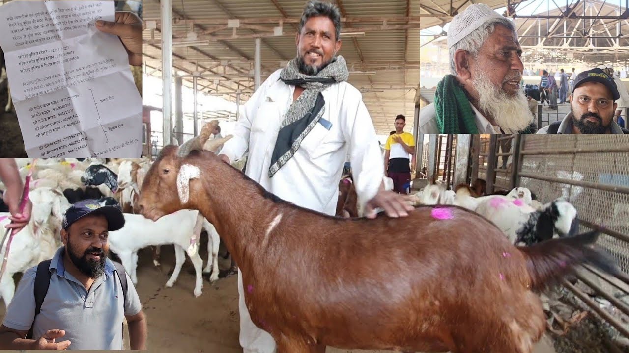 Deonar Bakra Mandi Saturday Update | Vepari Ki Gaadi Nahi Pakdi Jayegi ...