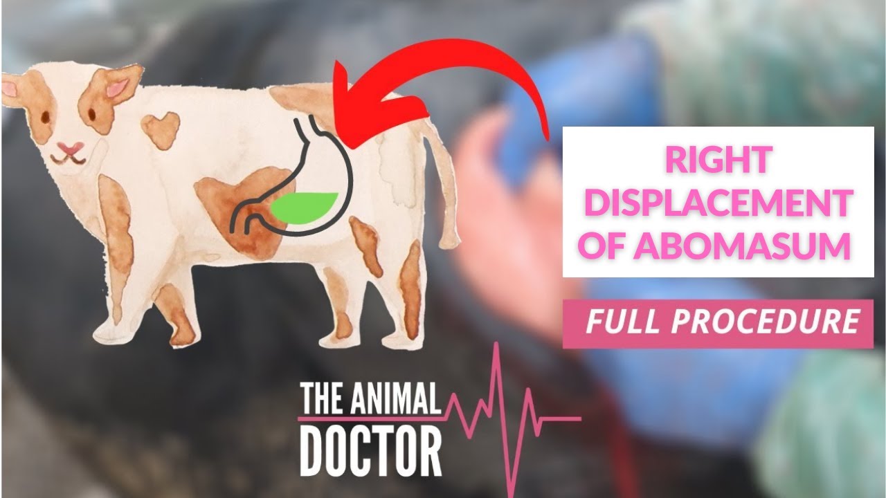 Right Displacement Of Abomasum In Cattle (4th Stomach) - HOW TO - YouTube