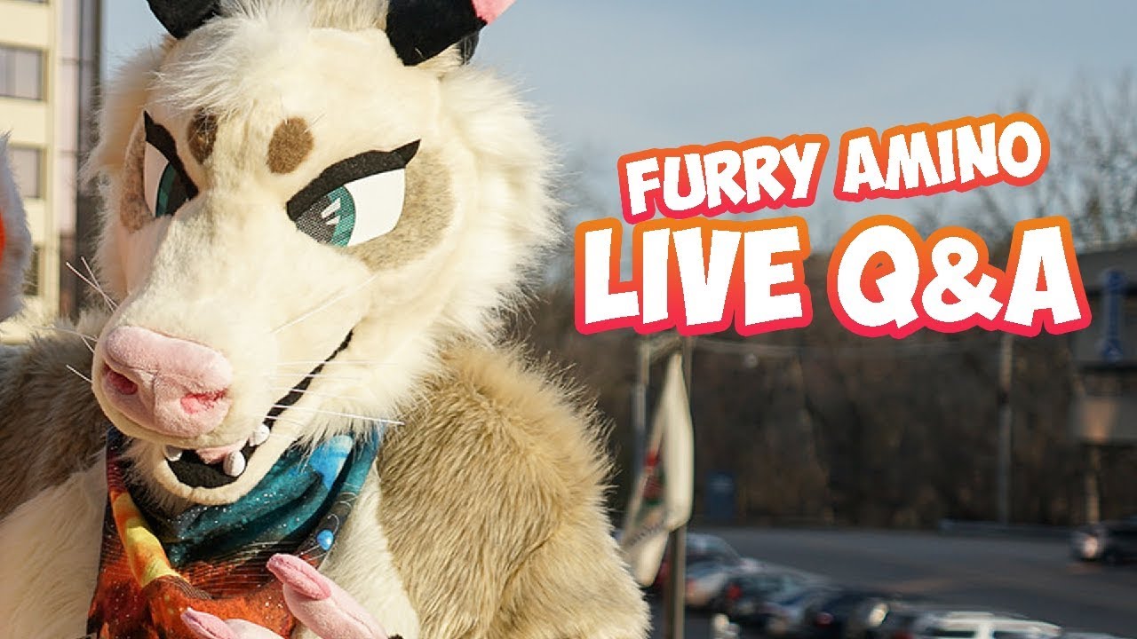 Furry Amino! Live Q&A Session - YouTube