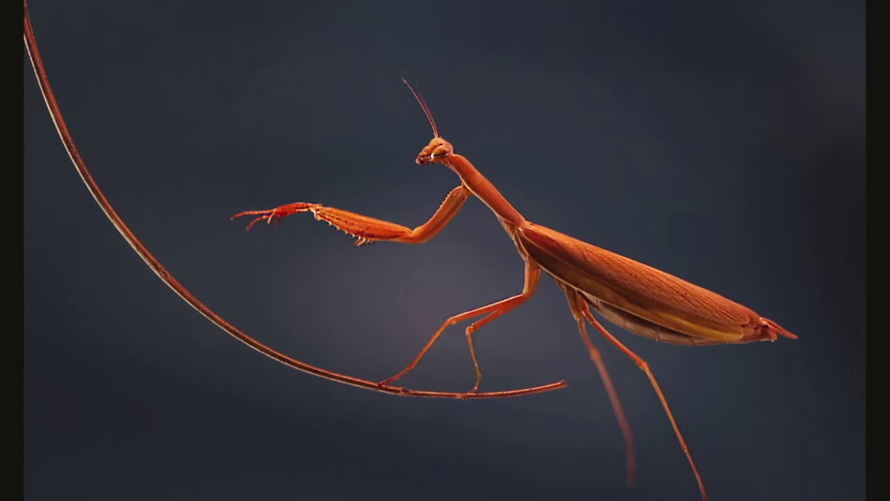 Sven Väth - Scorpio's Movement (Doctor Rockit's Scuttling Scorpion Mix ...