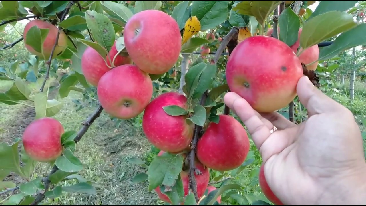 APEL KANZE SIAP DI PANEN#TKI NZ - YouTube