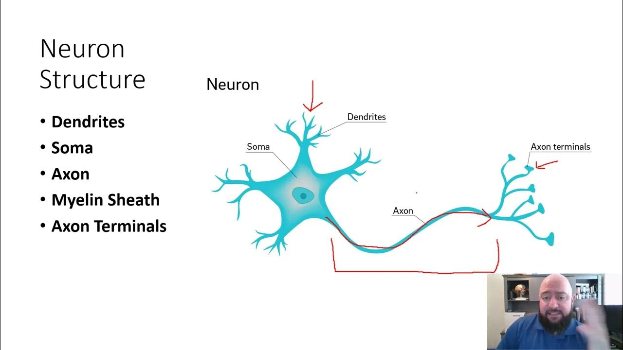 Neuron Structures & Functions - YouTube