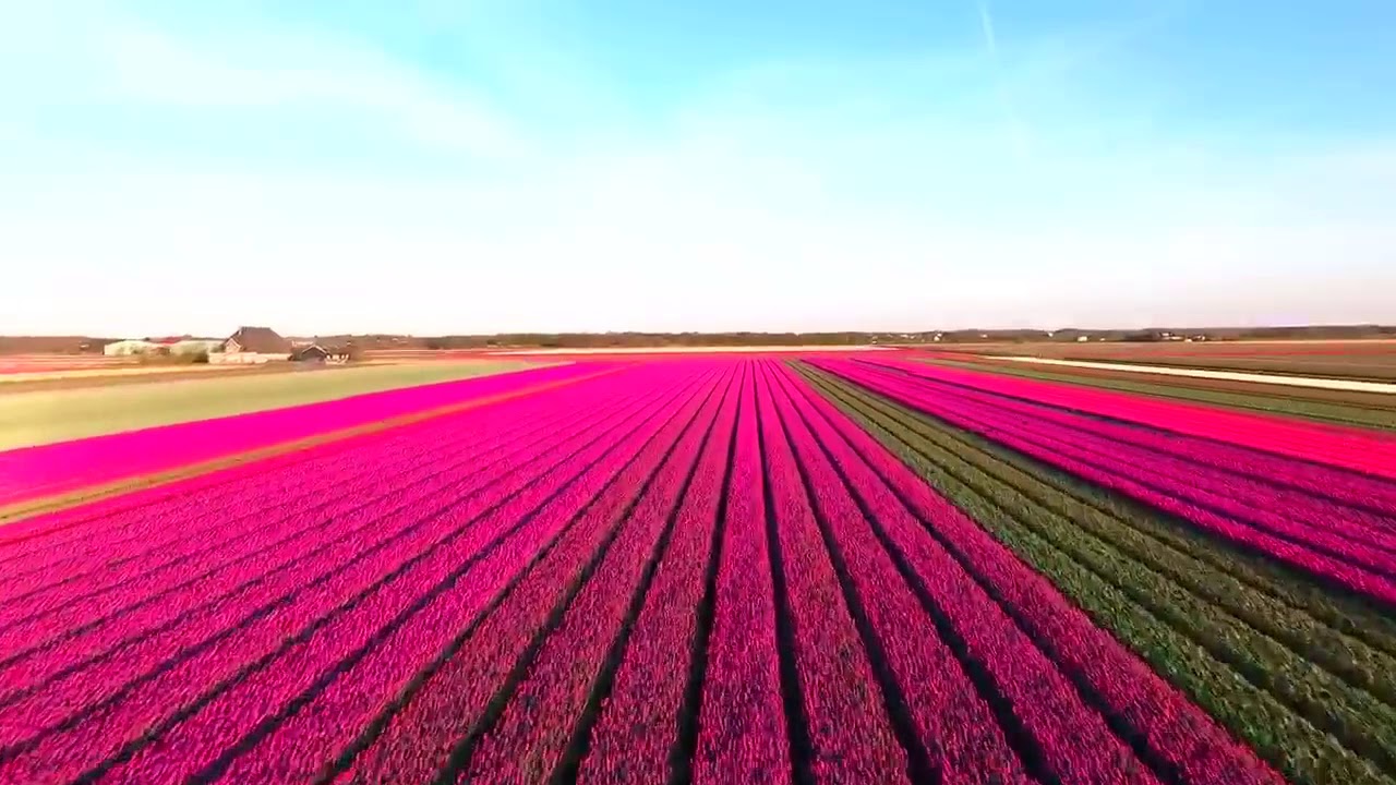 LA FLOR MAS HERMOSA DEL MUNDO. LOS TULIPANES EN HOLANDA. Viajando por ...
