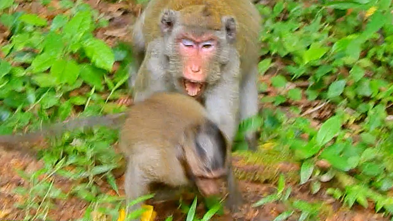 Terrib-e Att-ack ! Jane Monkey Look Like Monster Eliminate Nathan ...