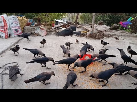 Crows Crowing and searching for food | Crow Bird Unity anger and Sound ...