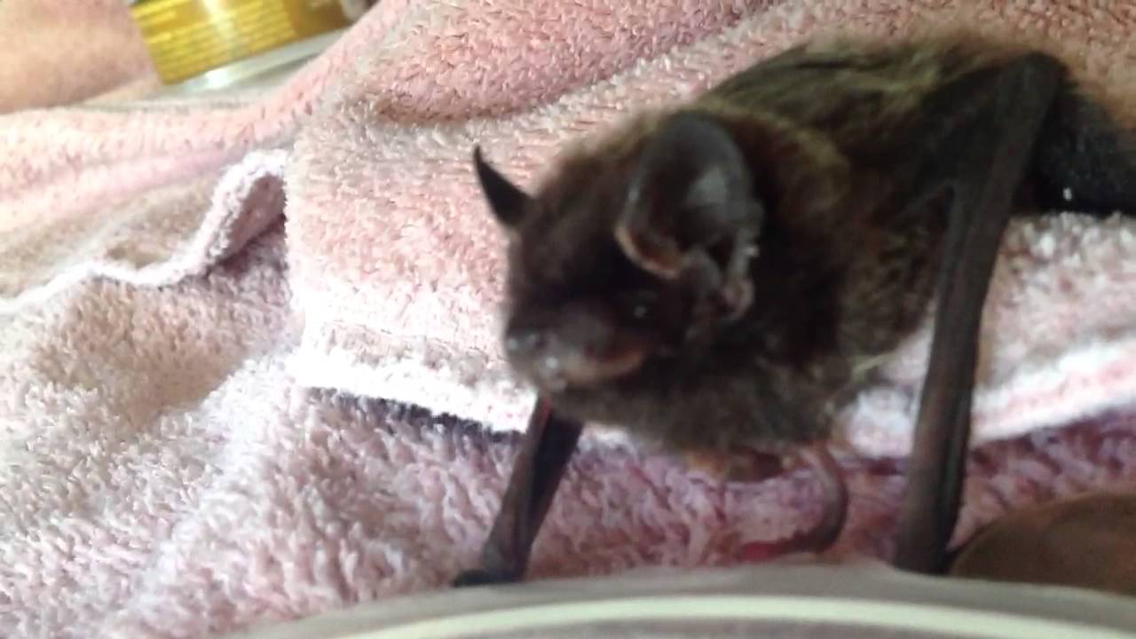 Bat drinking water - YouTube