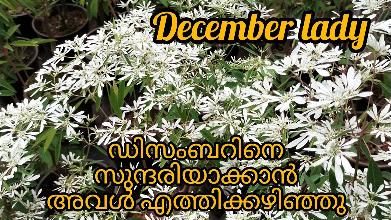 December lady plants online sale - YouTube