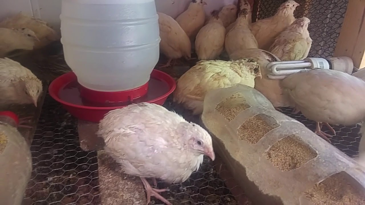 Nossa criação de codorna gigante - YouTube