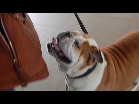 Dr. Kraemer Vet 4 Bulldog - Bulldog with severe Elongated Soft Palate ...