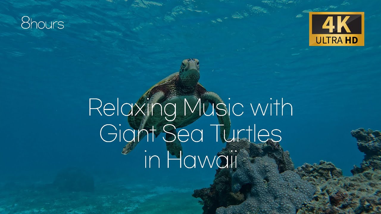 Relaxing Music with Giant Sea Turtles in Hawaii | 4K 8Hours | 편안한 수면 음악 ...