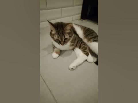 моя кошка 🐱 🐱 🐱 - YouTube