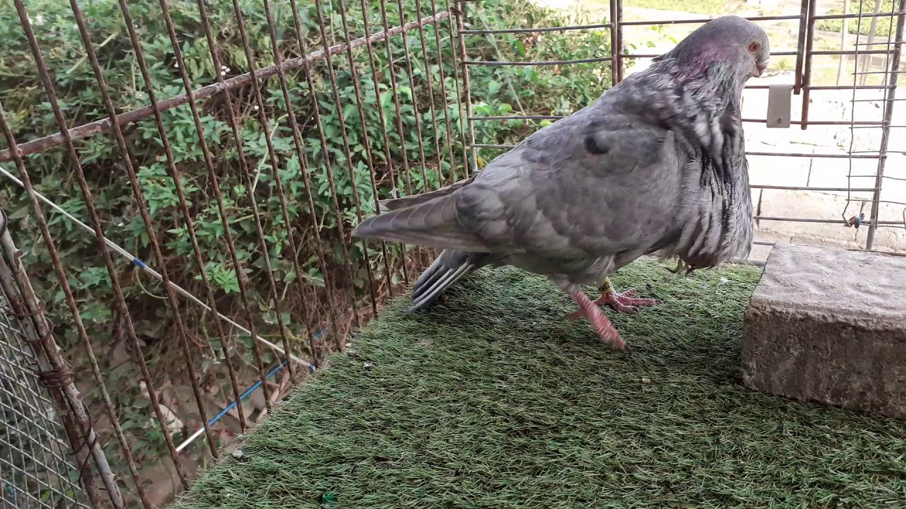Palomas buchonas raza canario varios machos a tope de celo y muy fogoso ...
