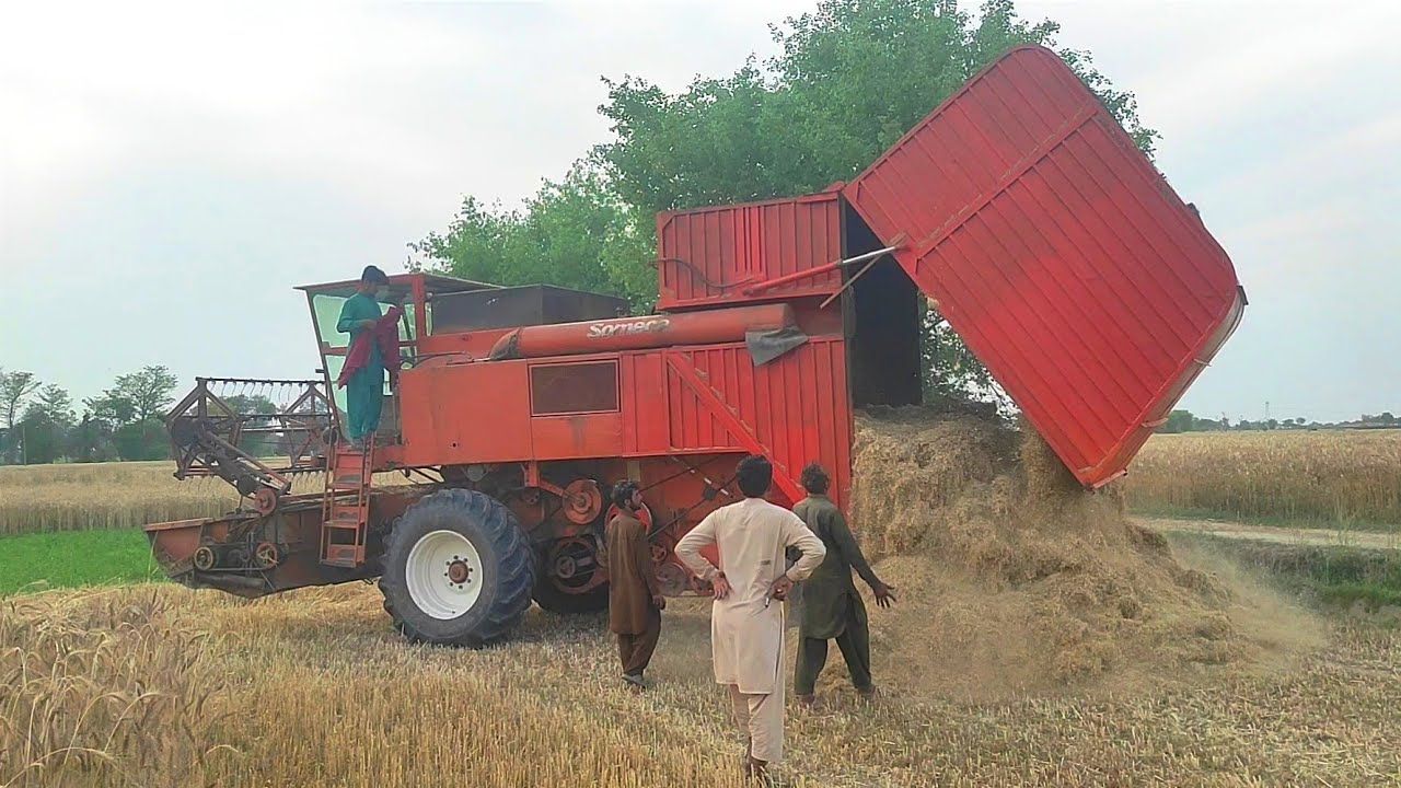 Wheat Farming New season 2024 Harvester machine for wheat cutting - YouTube