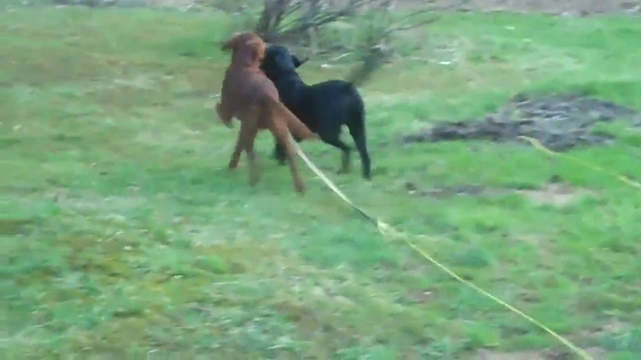 MY IRISH SETTER, JUSTICE AND BLACK LAB, BEN AT PLAY APRIL 2010 - YouTube