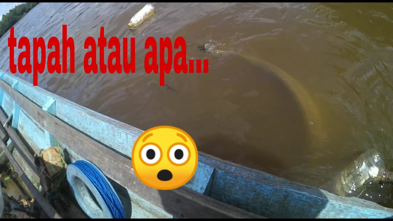 Mancing,,,nganyut untang-untang kapuas fishing#2 Mancing,,,nganyut ...