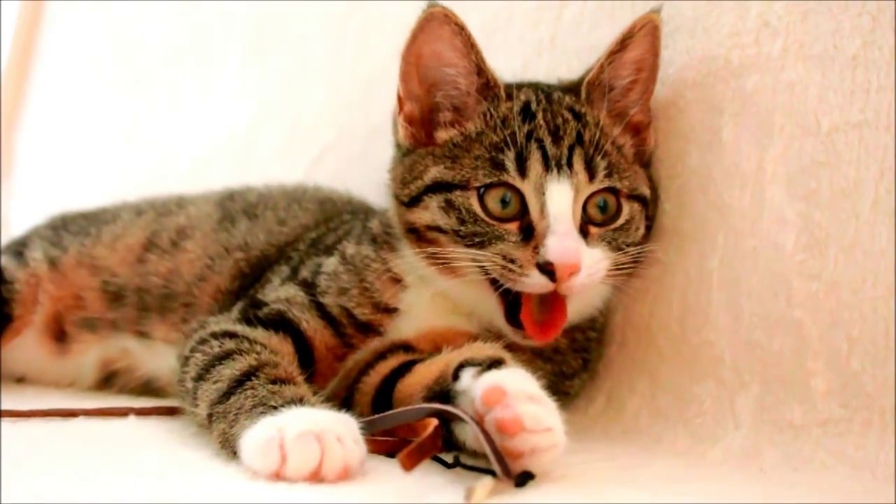 I Are Dynamo Kitten - YouTube