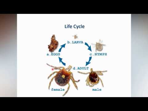 5- Ticks and Mites - YouTube