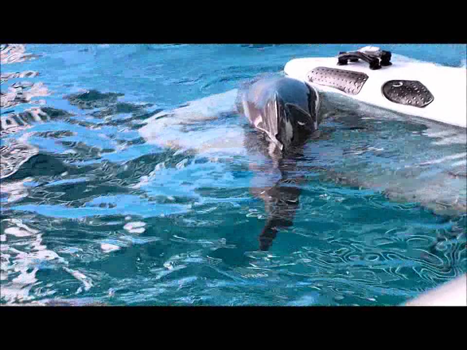 Winter the Dolphin part 2 - YouTube