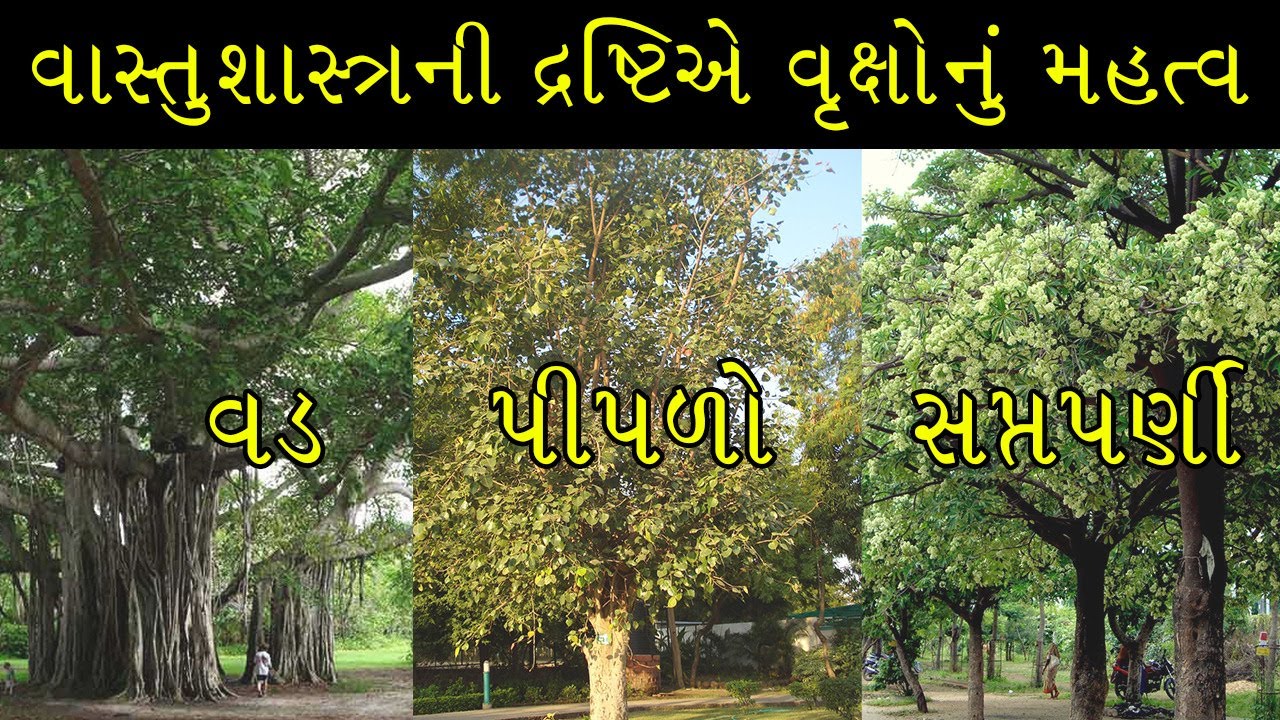 આ વૃક્ષો નો સાચો મહિમા તમે નહીં જણ્યો હોય?Lucky Tree For Home ...