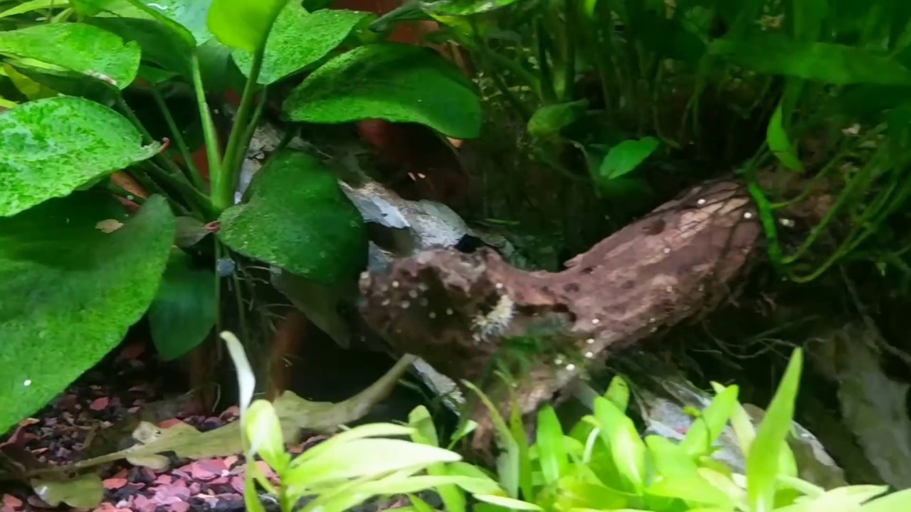 Amazon Puffer with Pea Puffers - YouTube