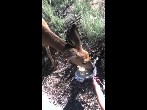 Deer eating popcorn - YouTube