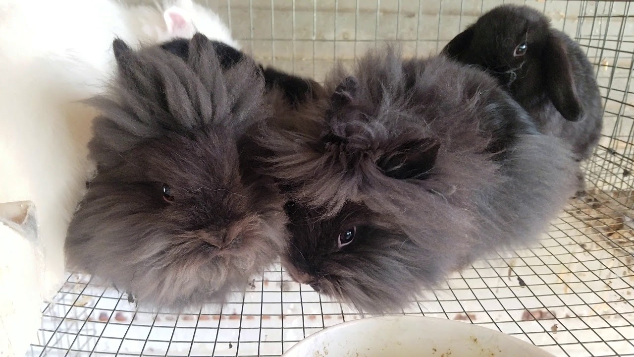 Lionhead double mane and Holland lop bunnies - YouTube