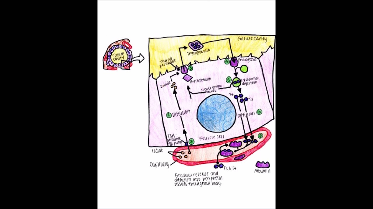 Steps in the Synthesis and Regulation of Thyroid Hormone - YouTube