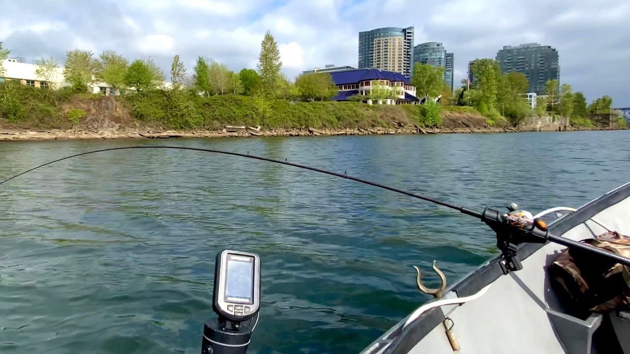 In Search For Spring CHINOOK In Downtown Portland // Just A Willamette ...