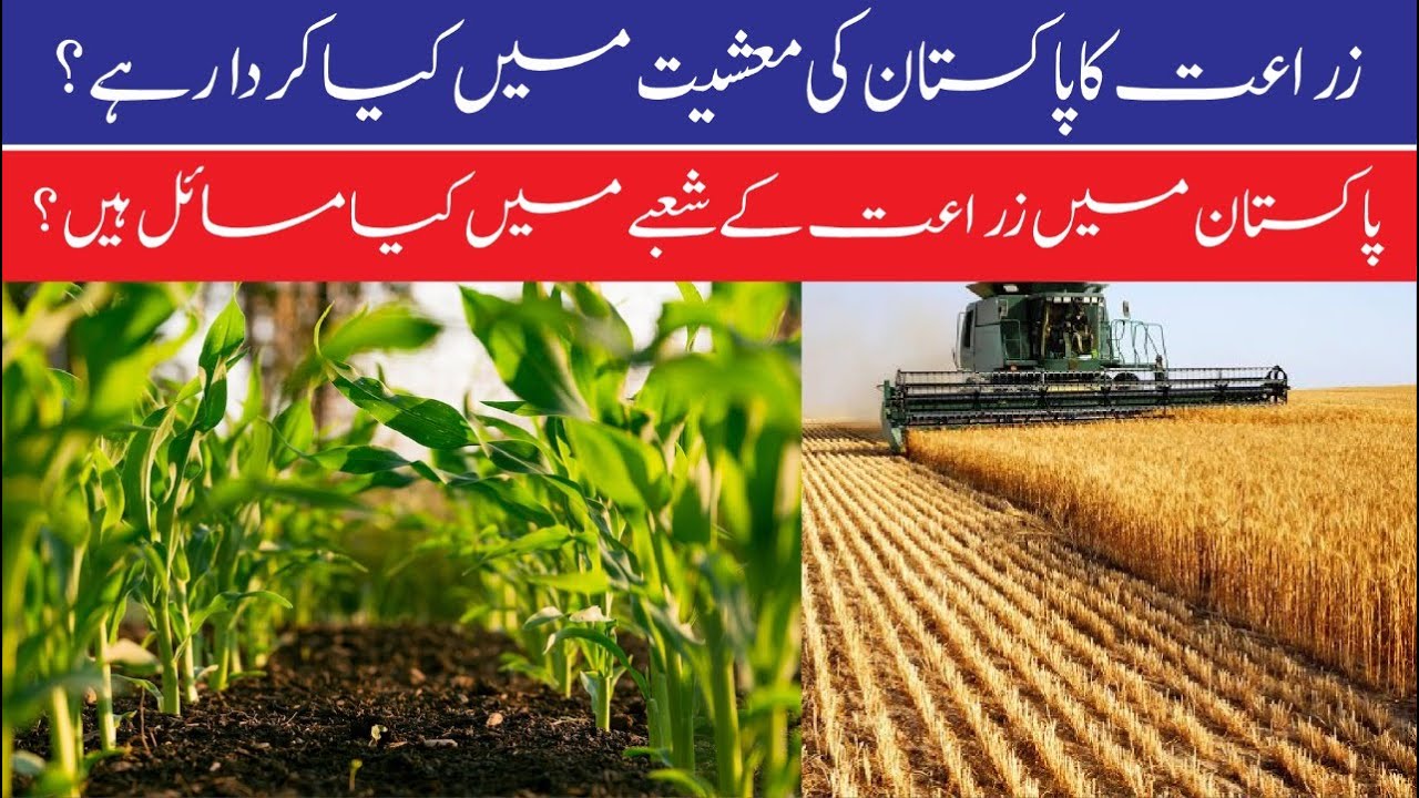 How agriculture is vital for Pakistan || Role of agriculture in economy ...