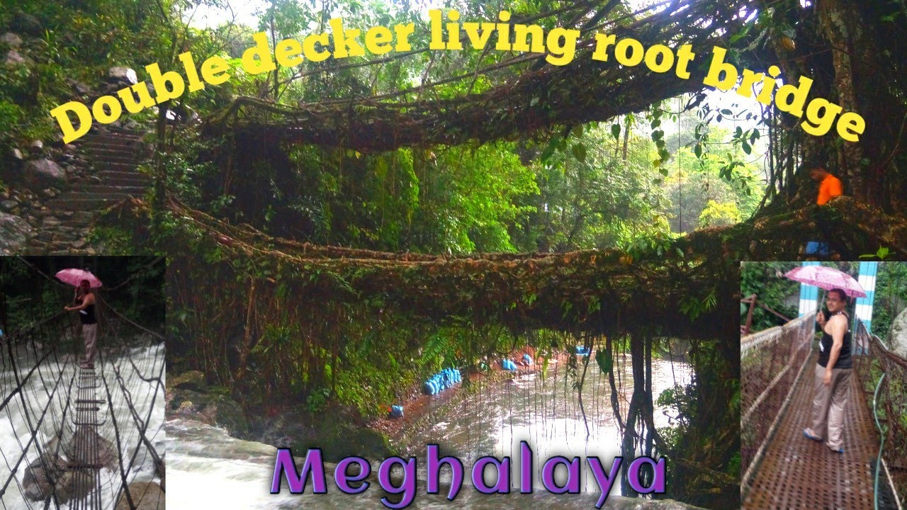 Double decker living root bridge, cherrapunji, nongriat village ...