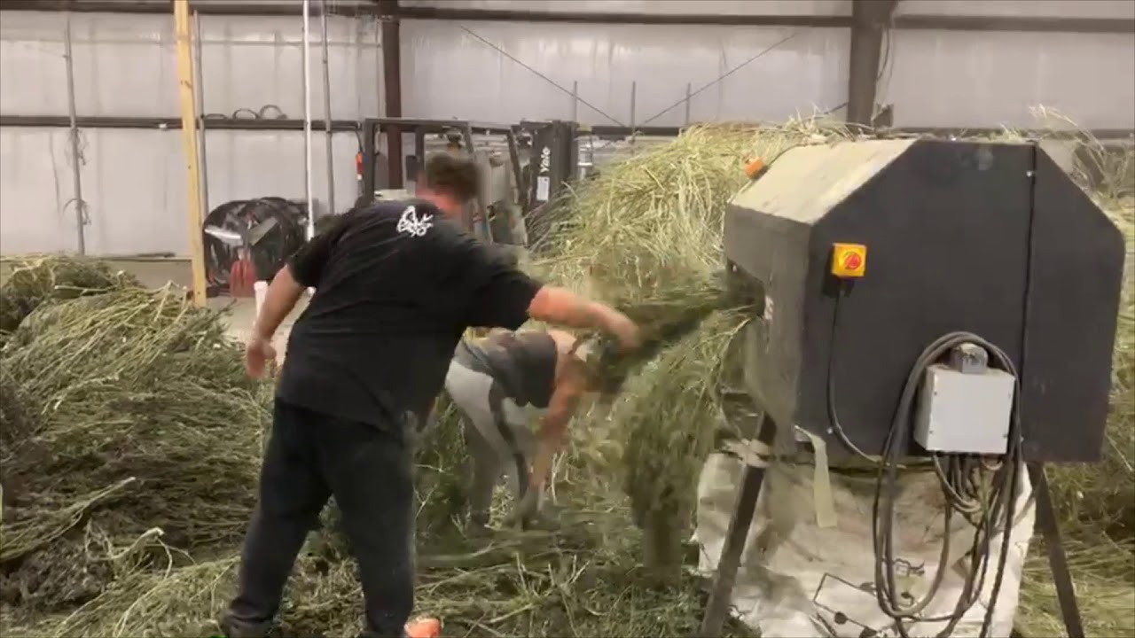 Hemp Plant stripper bucker CBD - YouTube