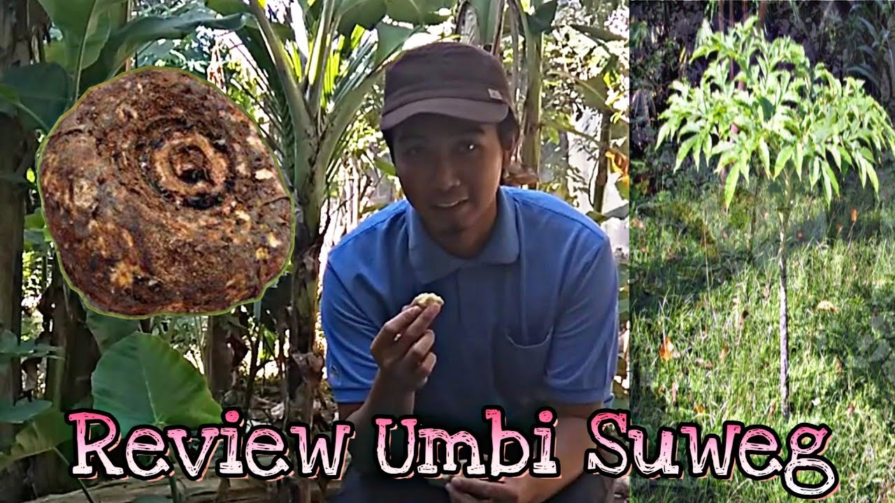 Daily Vlog | Lembutnya Tekstur Dari Umbi Suweg - YouTube