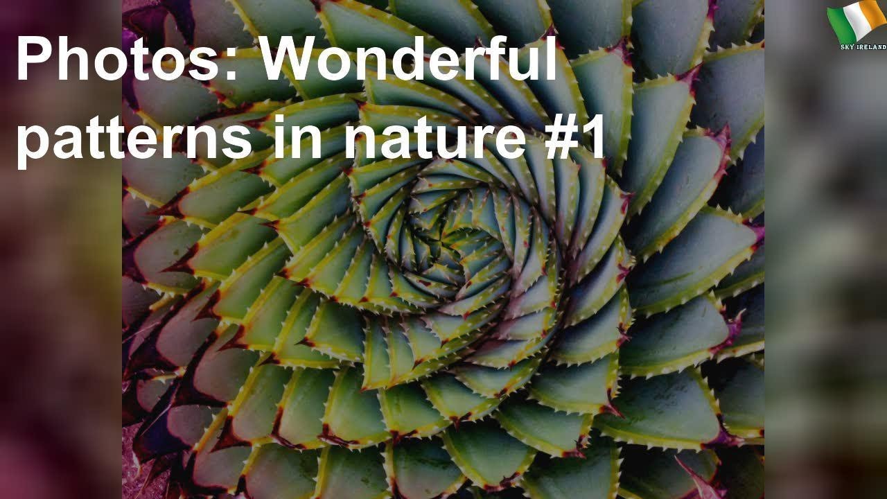 Spectacular photos of patterns found in nature #1 - YouTube
