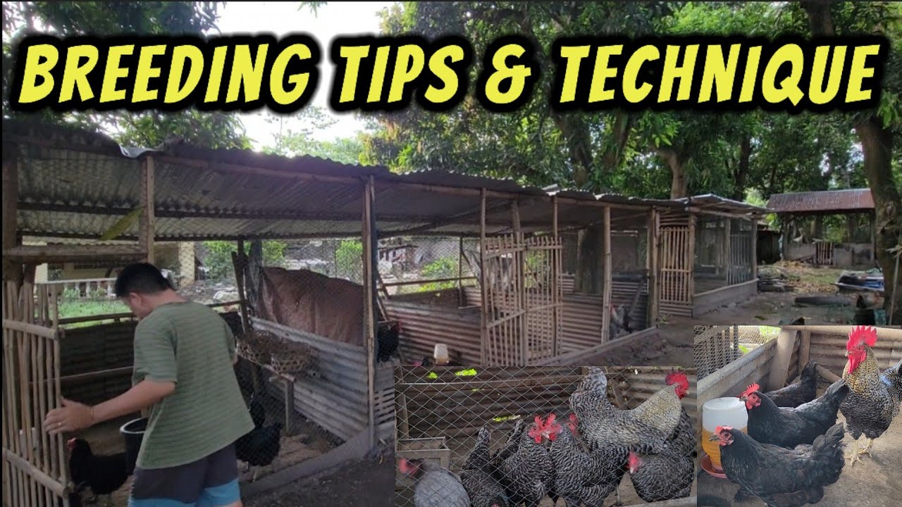 Mga technique sa pag breeding ng manok (Heritage Chicken) - YouTube
