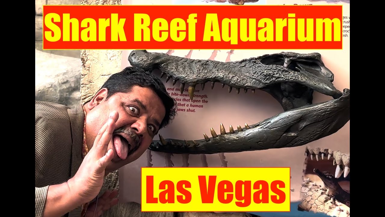 Shark Reef Aquarium | Mandalay Bay | Las Vegas | Mayur Dev Aquascaper | Shark Tank 4K - YouTube