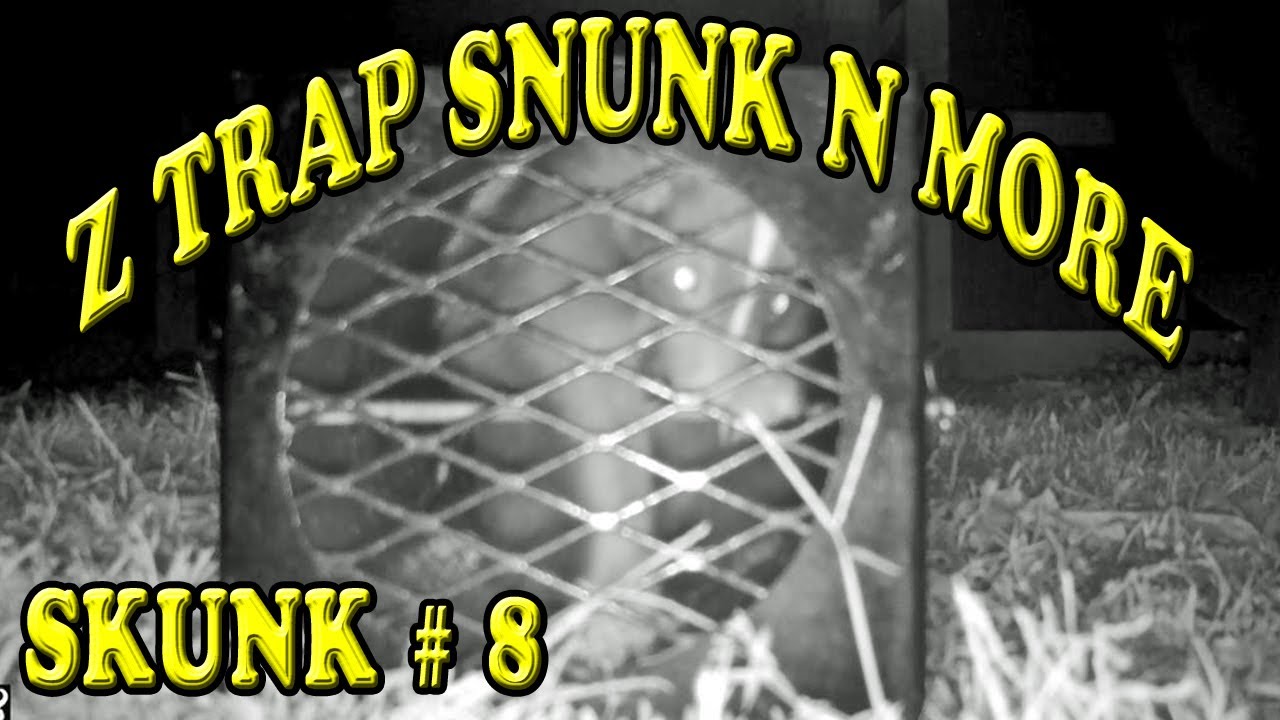 Z Trap Skunk N More Catching and Releasing an Eigth Skunk - YouTube