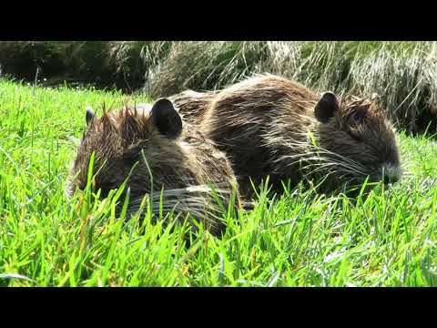 Nutria (Biberratte) auf der BUGA Heilbronn 2019