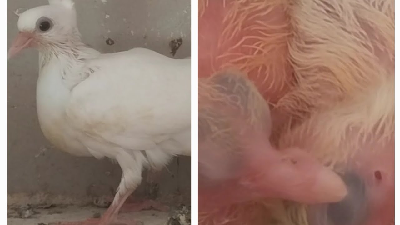 Baby pigeons from day 1 to 4 weeks old serbian highflyer #pigeons ## ...