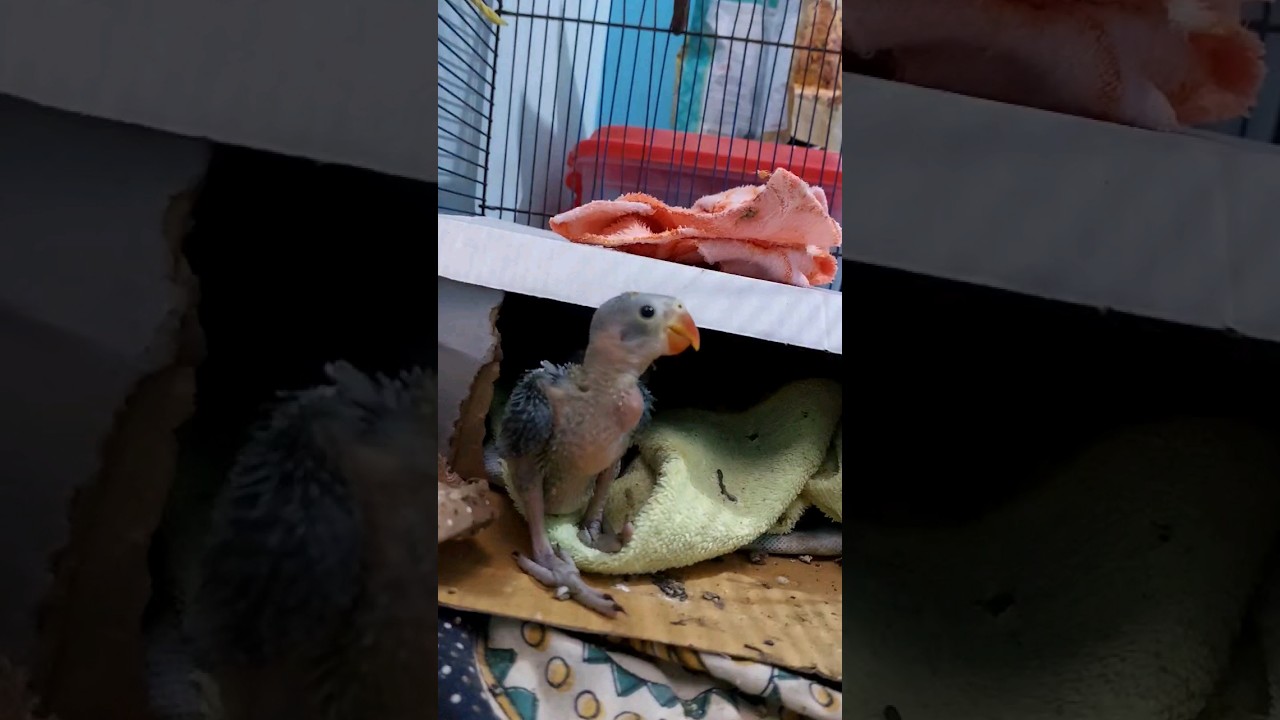 ITCHING | Baby Parrot Grooming Feathers - YouTube