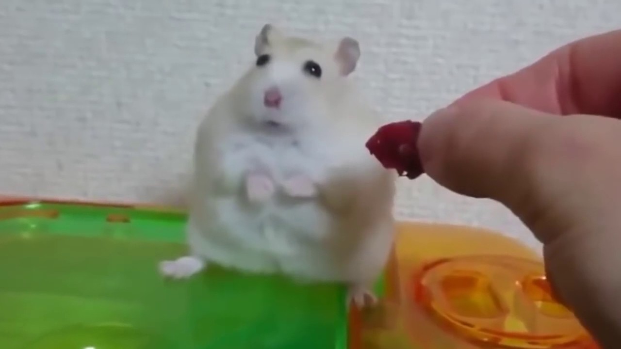 When your hampster gets a flashback.. - YouTube