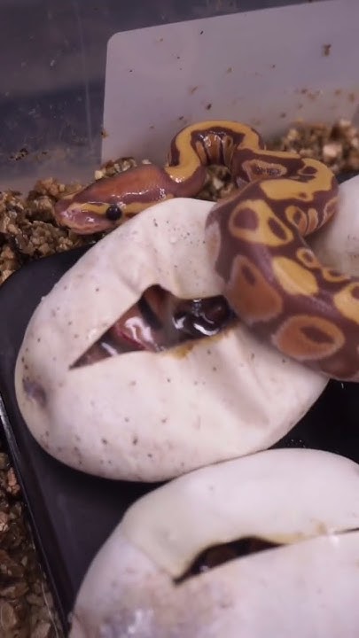 Baby ball pythons hatching #animals #pets #ballpython #snake #reptiles ...